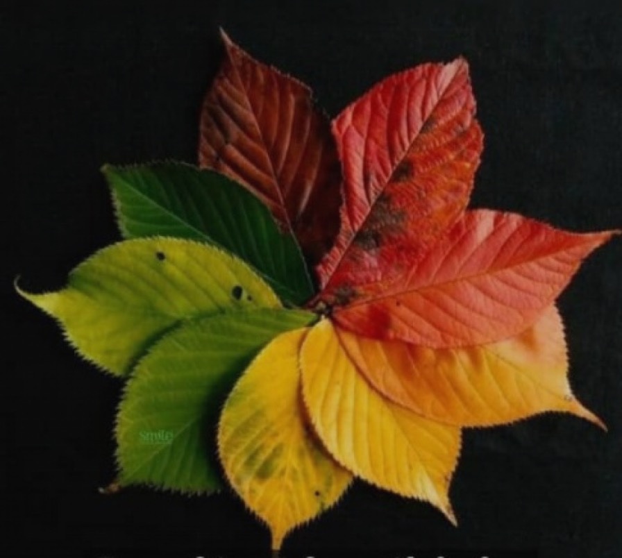 Colors of Autumn – Haiku Poems by Anita Bacha – Anita Bacha
