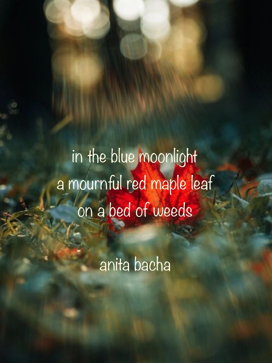 Maple Leaf – A Haiku Poem by Anita Bacha – Anita Bacha