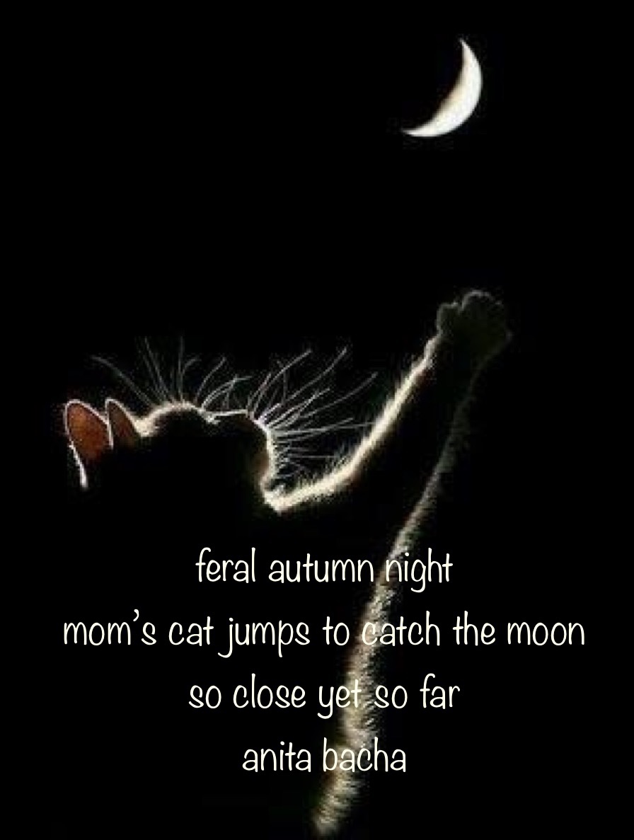 Feral Autumn Night – A Haiku Poem by Anita Bacha – Anita Bacha