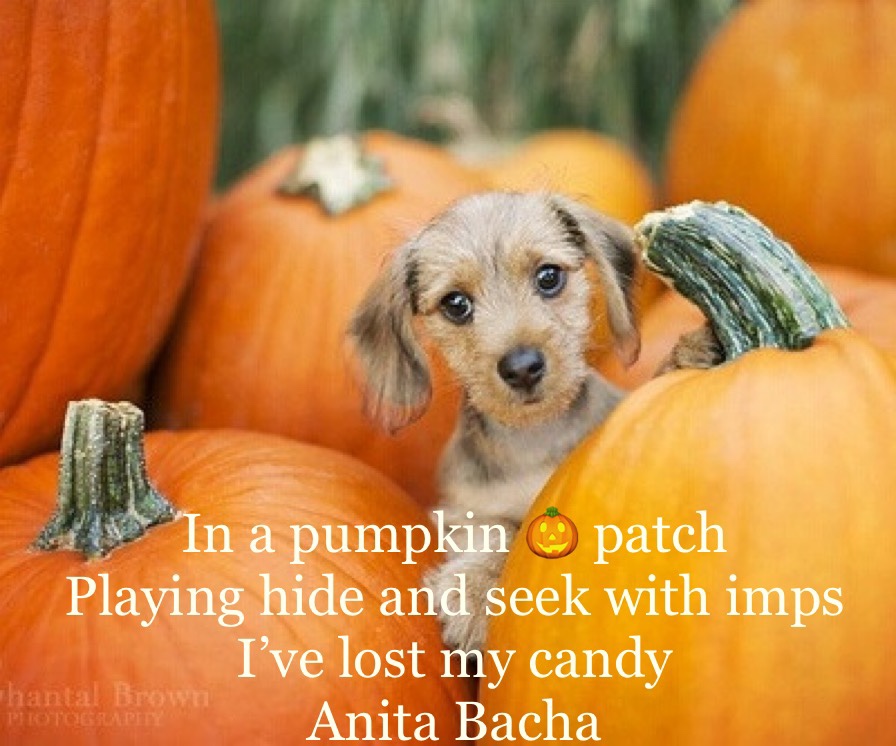 Pumpkin and Candy – A Haiku Poem by Anita Bacha – Anita Bacha