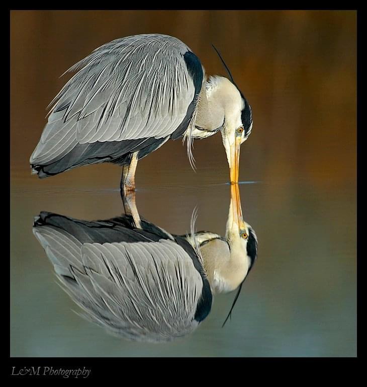Grey Heron – A Haiku Poem by Anita Bacha – Anita Bacha