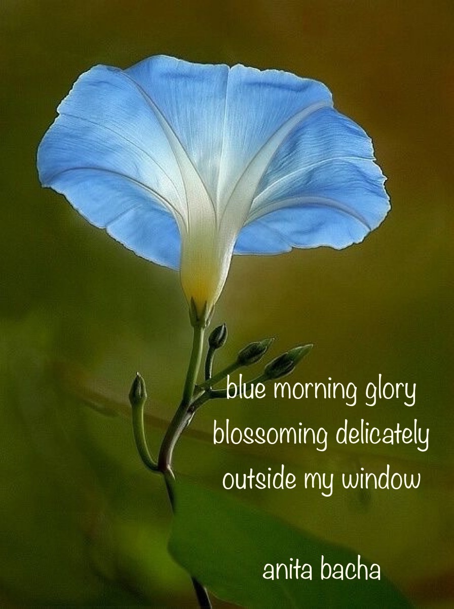 Morning Glory – A haiku poem by Anita Bacha – Anita Bacha