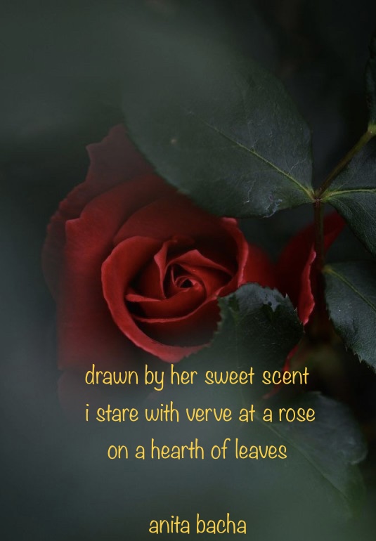A rose on a hearth of leaves – A haiku poem by Anita Bacha – Anita Bacha