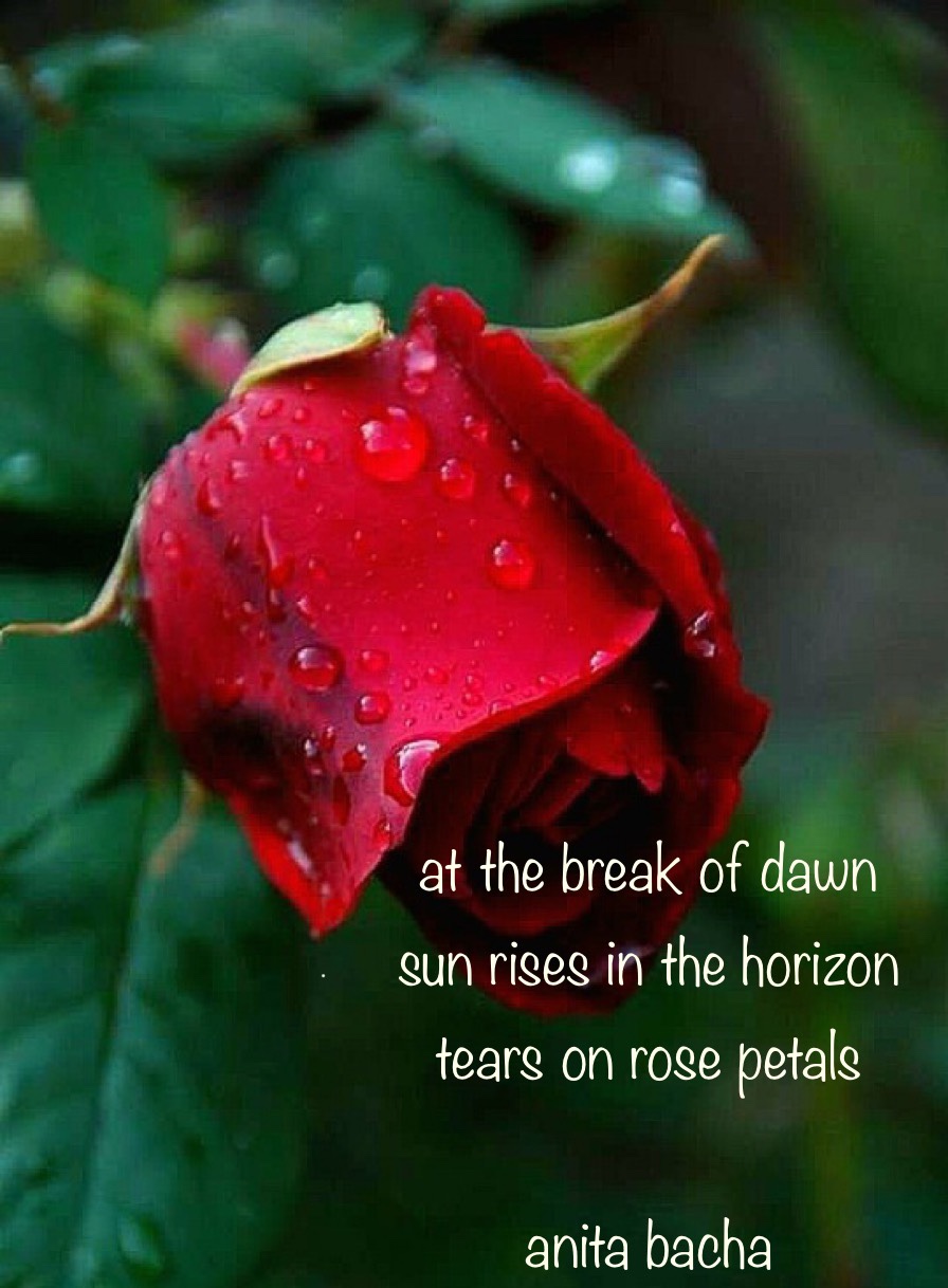 Tears on Rose Petals – A haiku poem by Anita Bacha – Anita Bacha