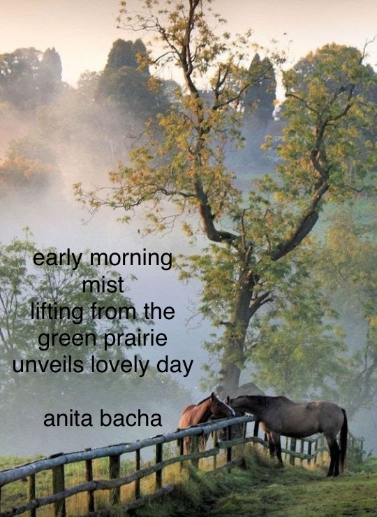 Early Morning Mist – A Haiku Poem by Anita Bacha – Anita Bacha