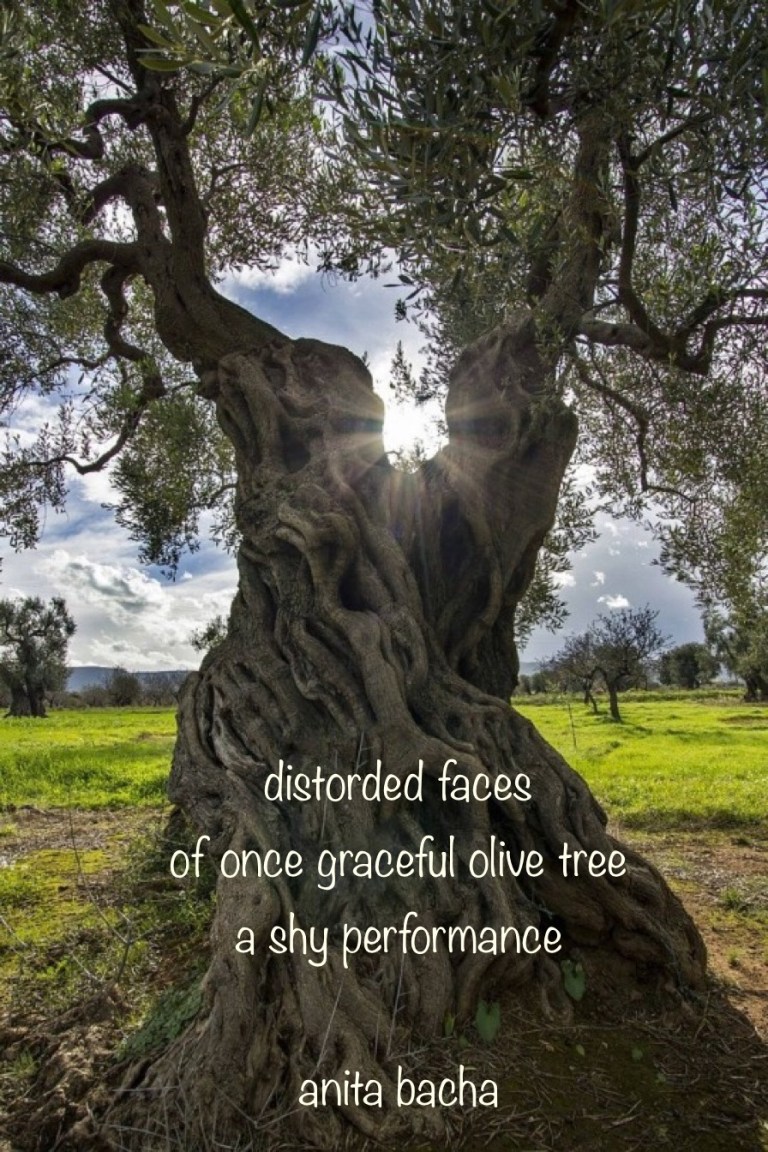 Old Olive Tree – A Haiku Poem by Anita Bacha – Anita Bacha