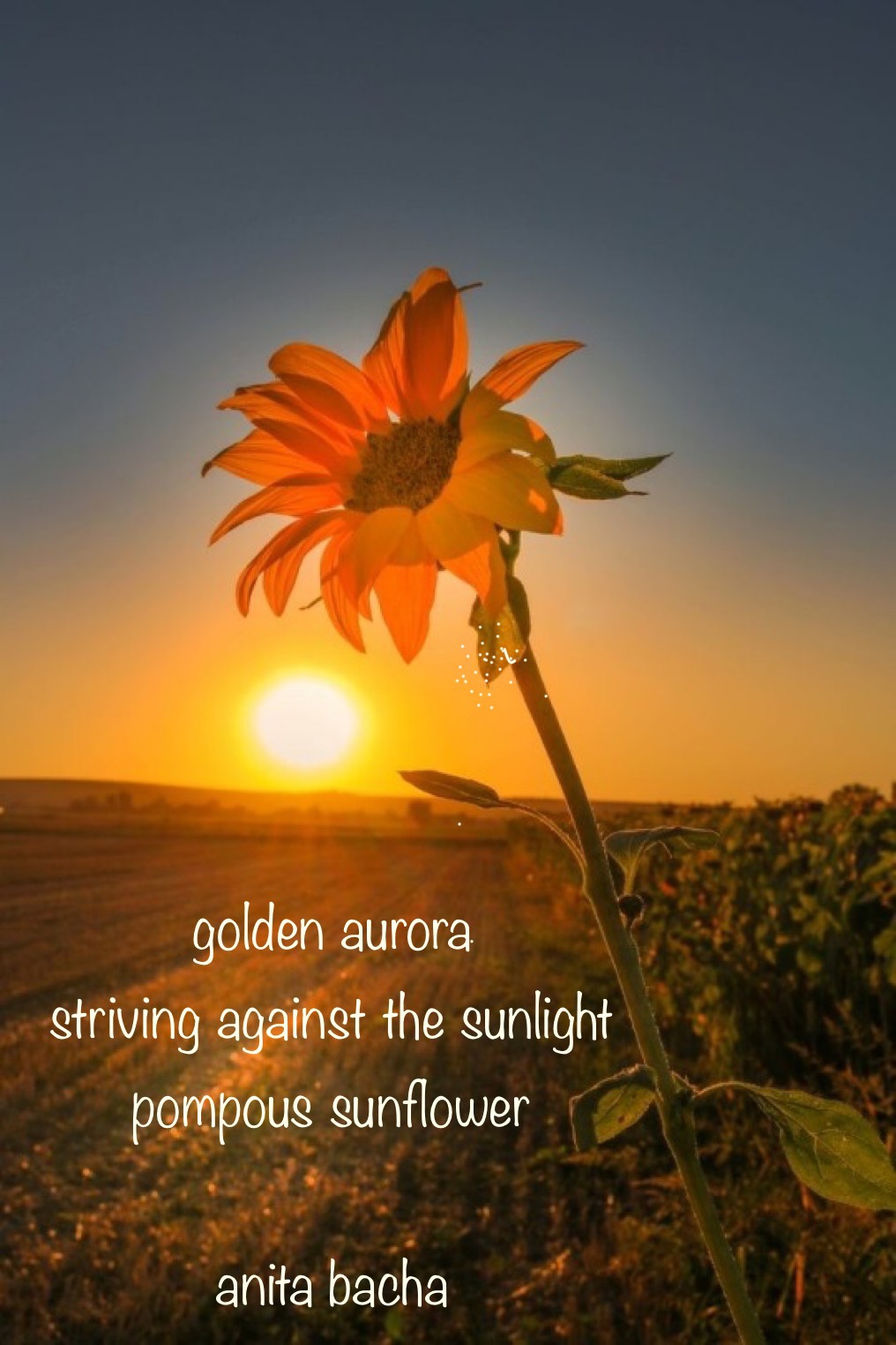 Pompous Sunflower – Anita Bacha