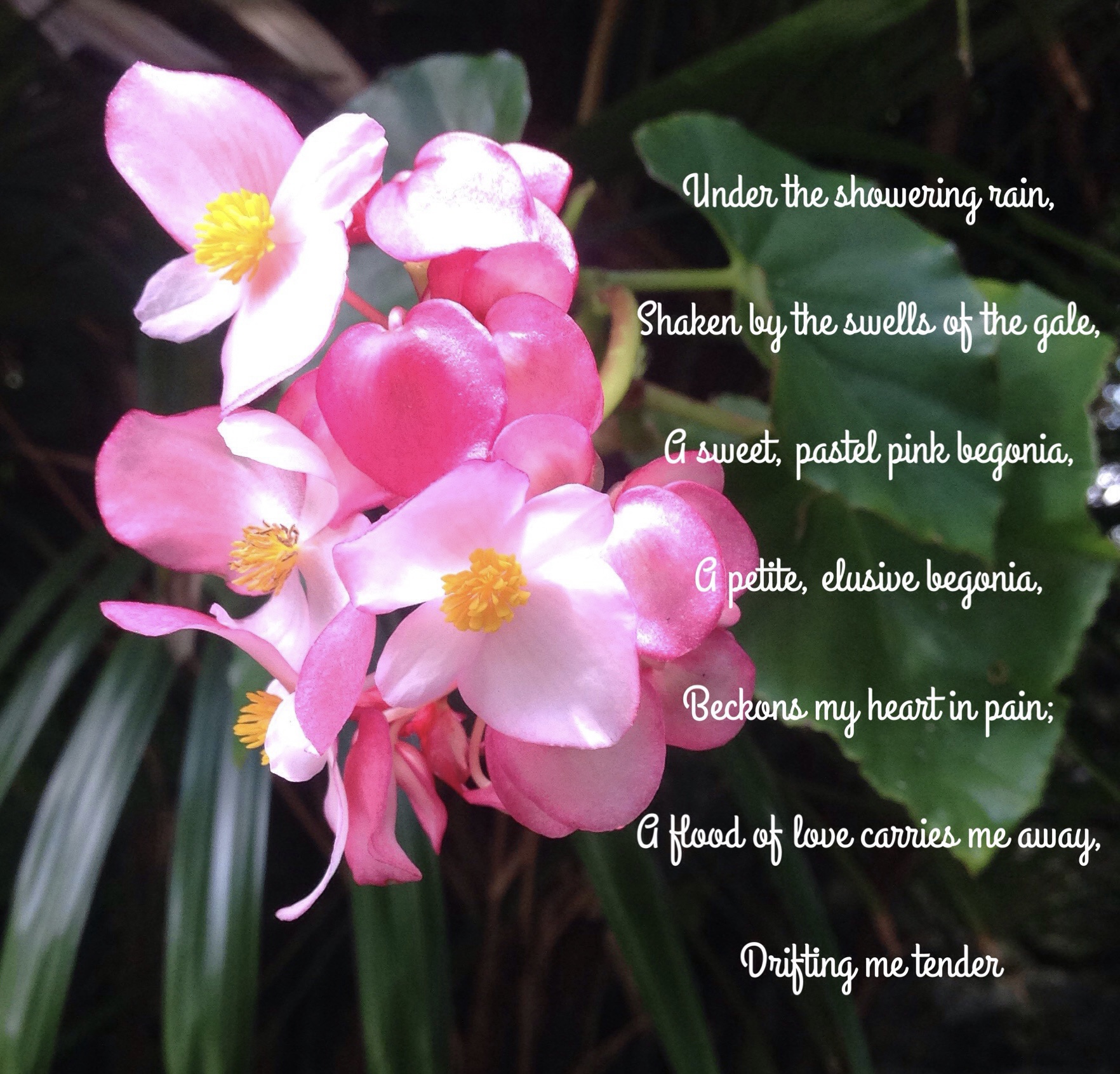 Begonia – A Short Poem by Anita Bacha – Anita Bacha