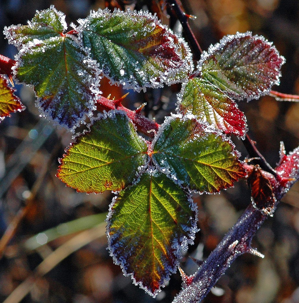 A Leaf of Your Tree – A Poem by Anita Bacha – Anita Bacha