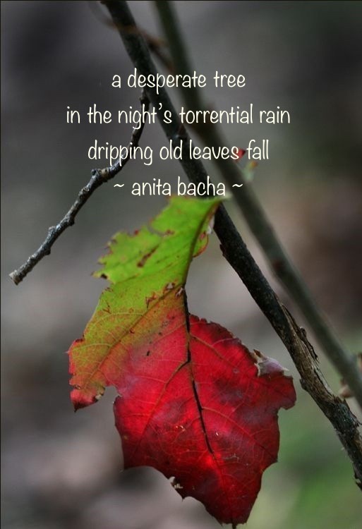A Desperate Tree – Haiku – A Poem by Anita Bacha – Anita Bacha