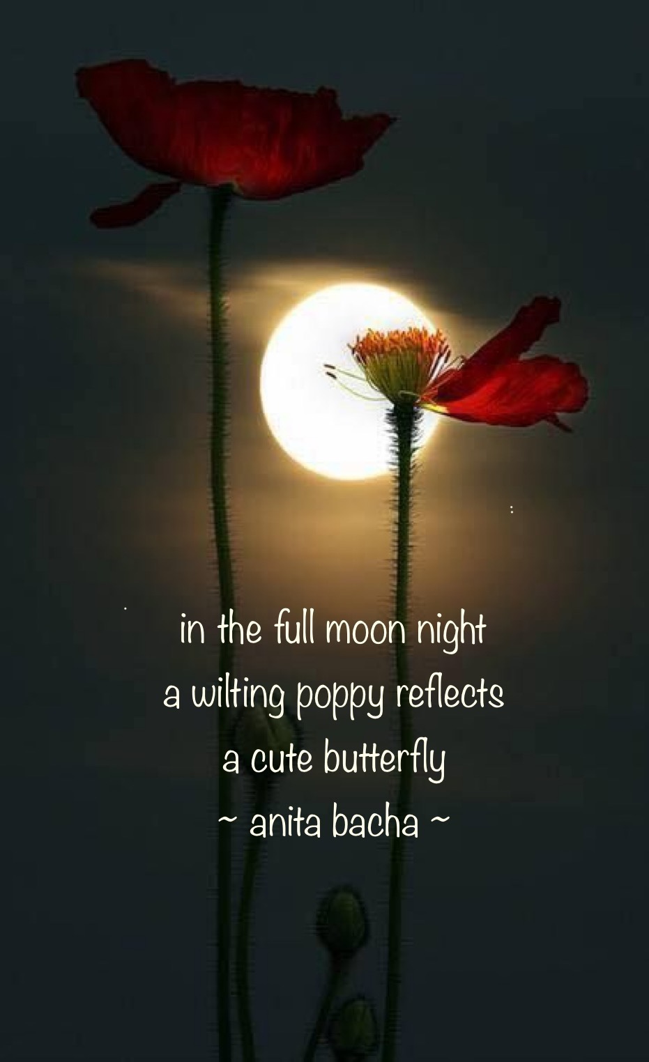 In the Full Moon Night – Haiku – A Poem by Anita Bacha – Anita Bacha