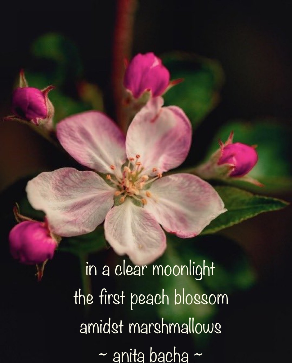 The First Peach Blossom – Haiku – A Poem by Anita Bacha – Anita Bacha