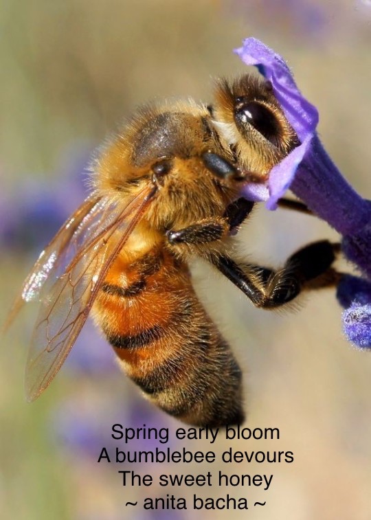 Spring Early Bloom – Haiku – A Poem by Anita Bacha – Anita Bacha