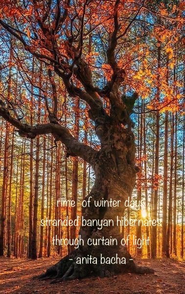 Winter Days – Haiku – A Poem by Anita Bacha – Anita Bacha