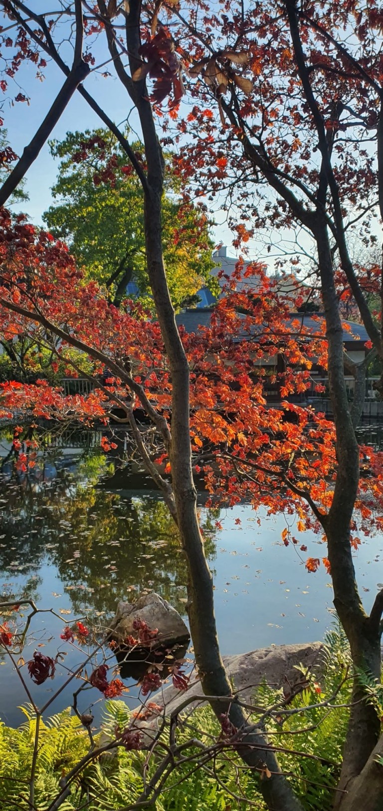 Leaves – Haikus – Poems by Anita Bacha – Anita Bacha