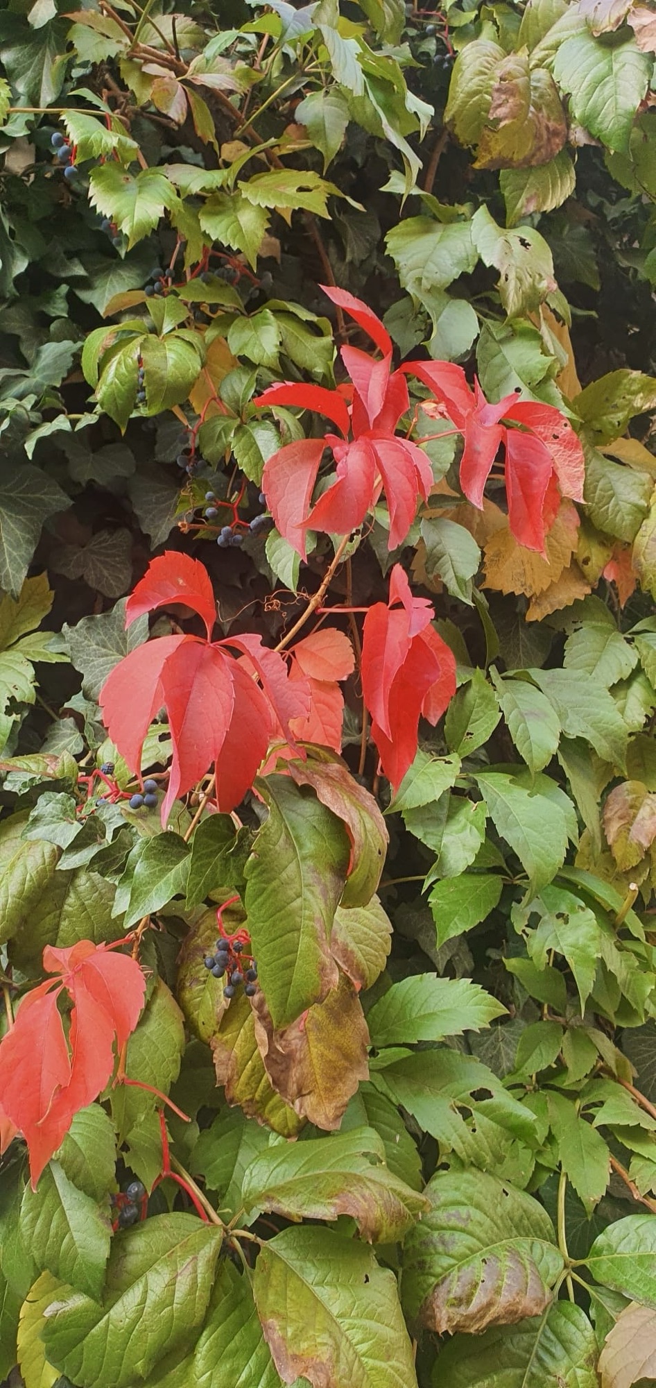 Autumn Leaves Trellis – Haiku – A Poem by Anita Bacha – Anita Bacha