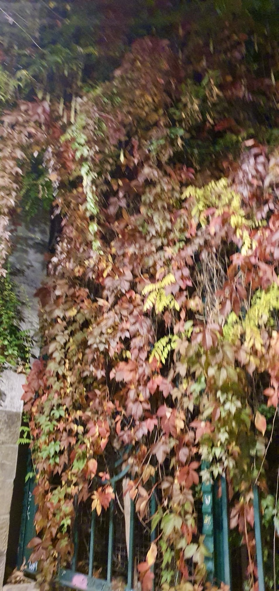 Autumn Leaves Trellis – Haiku – A Poem by Anita Bacha – Anita Bacha